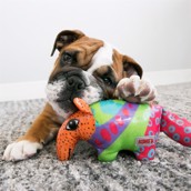 KONG Shieldz Armadillo - med piv og raslelyd