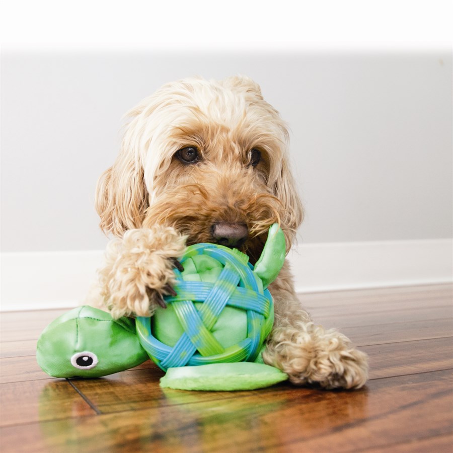 KONG Sea Shells, Skildpadde - Et fantastisk stykke legetøj med ...